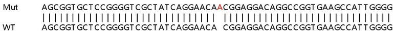 Human SLC22A5 (Solute carrier family 22 member 5) knockout HeLa cell ...