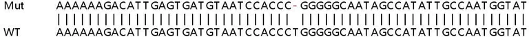 Human SLC25A28 knockout A549 cell line (ab267133) | Abcam