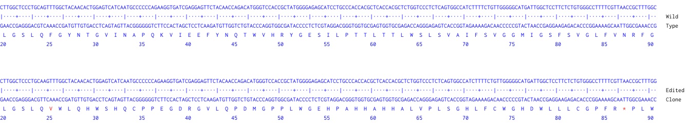 Human SLC2A1 (Glucose Transporter GLUT1) knockout A549 cell line ...
