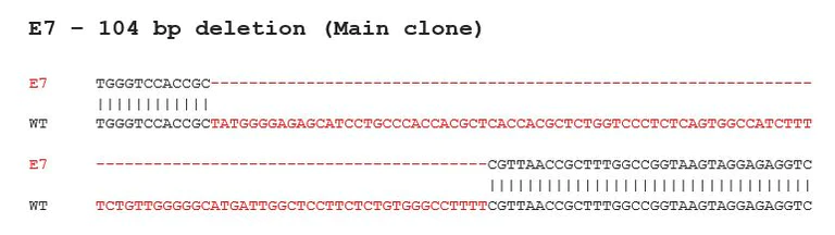 Human SLC2A1 (Glucose Transporter GLUT1) knockout Hep G2 cell line ...
