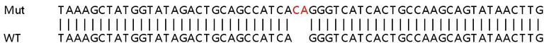 Human SLC35A1 knockout HeLa cell line (ab265941) | Abcam
