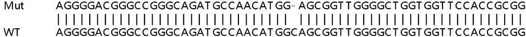 Human SLC35A2 knockout HeLa cell line (ab265312) | Abcam