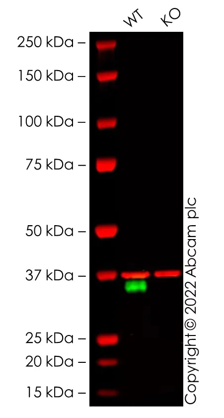 Human SLC7A5 knockout HEK-293 cell line (ab288697) | Abcam