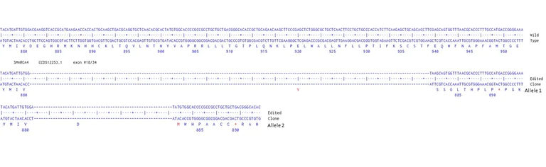 Human SMARCA4 knockout HCT116 cell line (ab286434) | Abcam