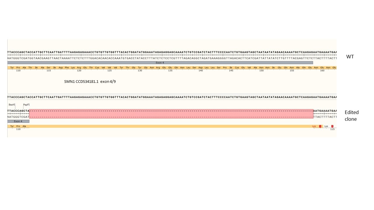 Human SMN1 knockout A549 cell line (ab301247) | Abcam