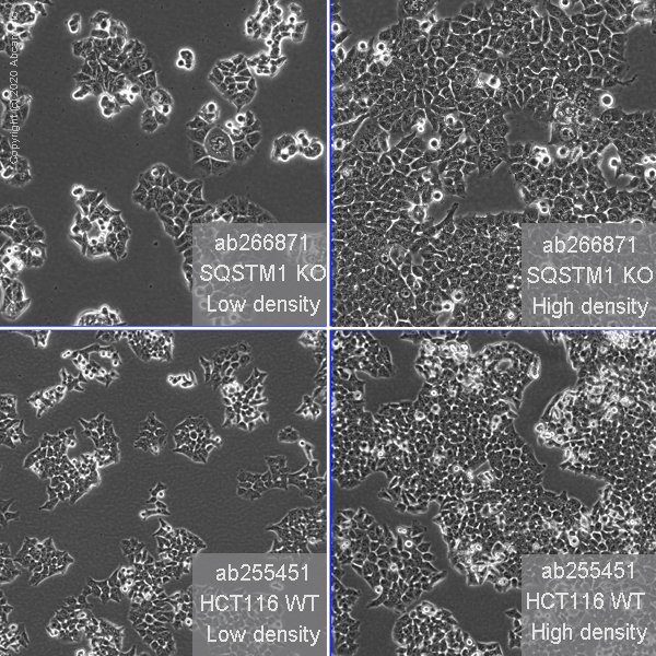 Human SQSTM1 (p62) knockout HCT116 cell line (ab266871) | Abcam