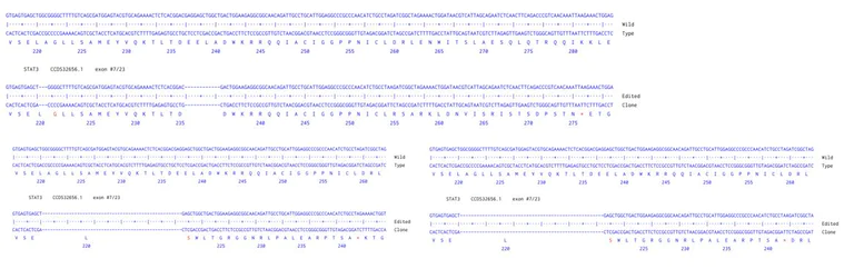 Human STAT3 knockout A549 cell line (ab287787) | Abcam
