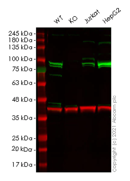 Human STAT3 knockout HeLa cell line (ab255436) | Abcam
