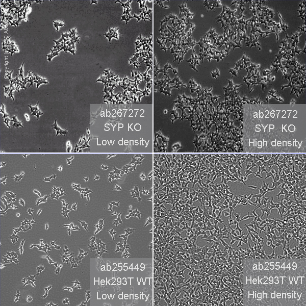 Human SYP (Synaptophysin) knockout HEK-293T cell line (ab267272) | Abcam