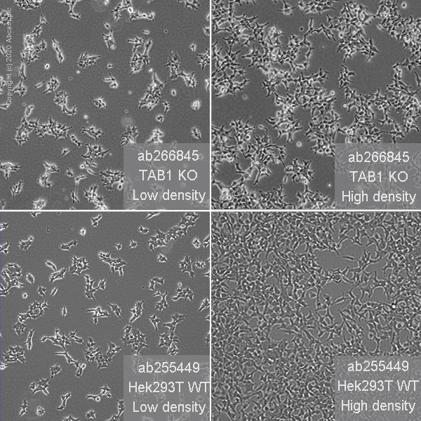 Human TAB1 knockout HEK-293T cell line (ab266845) | Abcam