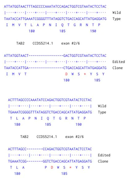 Human TAB2 knockout A549 cell line (ab301263) | Abcam