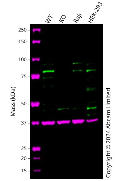 Human TAB2 knockout A549 cell line (ab301263) | Abcam