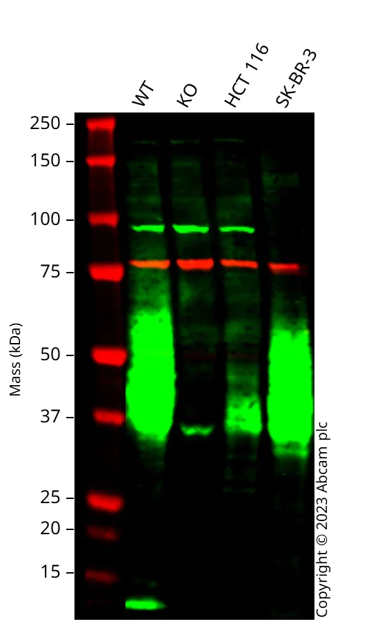 Human TACSTD2 knockout MCF7 cell line (ab286330) | Abcam