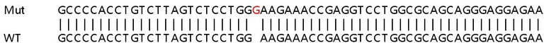 Human TAP2 knockout A549 cell line (ab267195) | Abcam