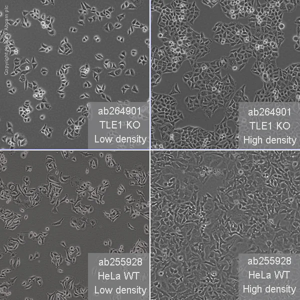 Human TLE1 knockout HeLa cell line (ab264901) | Abcam