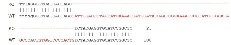 Human TMPRSS2 knockout Caco-2 cell line (ab273737) | Abcam