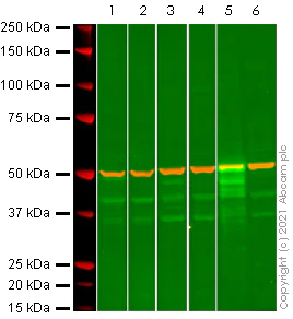 Human TP53 (p53) knockout A549 cell line (ab276092) | Abcam