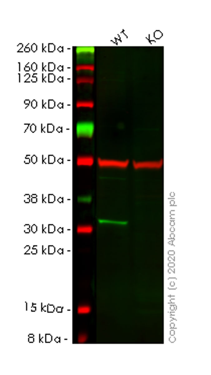 Human TPM3 (Tropomyosin 3) knockout HEK-293T cell line (ab266422) | Abcam