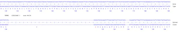 Human TRPM8 knockout A549 cell line (ab301287) | Abcam