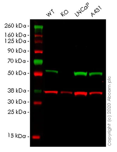 Human TXNRD2 knockout HEK-293T cell lysate (ab258259) | Abcam