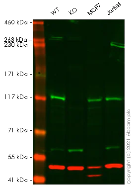 Human TYK2 knockout HEK-293T cell line (ab266730) | Abcam