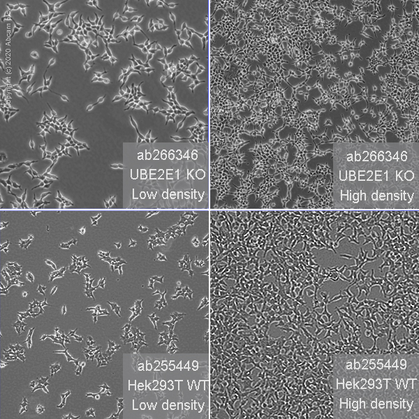Human UBE2E1 (UBCH6) knockout HEK-293T cell line (ab266346) | Abcam