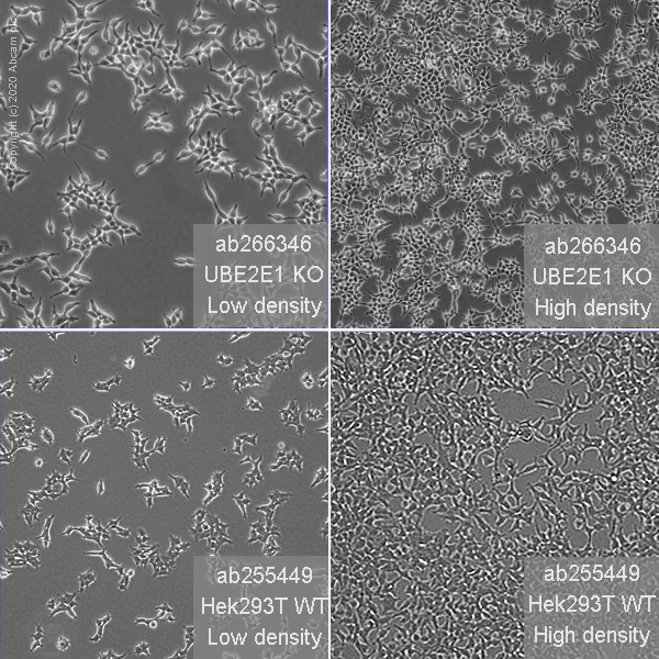 Human UBE2E1 (UBCH6) knockout HEK-293T cell line (ab266346) | Abcam