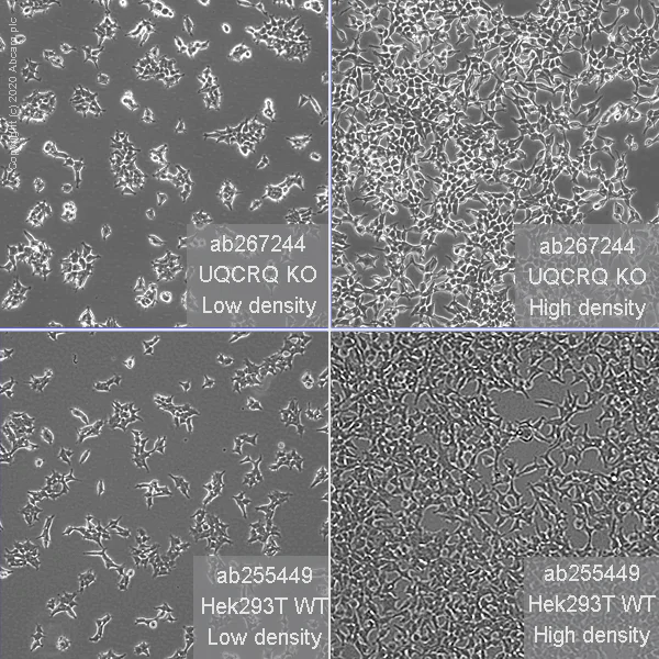 Human UQCRQ knockout HEK-293T cell line (ab267244) | Abcam