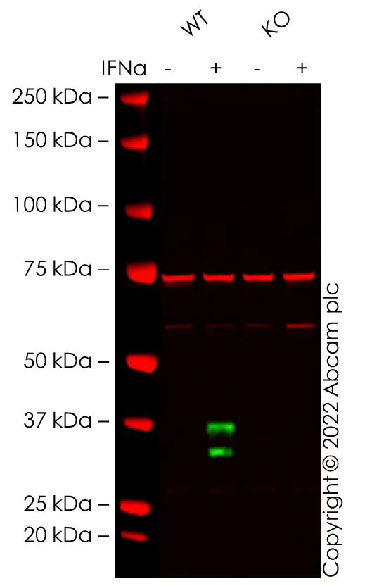 Human USP18 (UBP43) knockout A549 cell line (ab267177) | Abcam