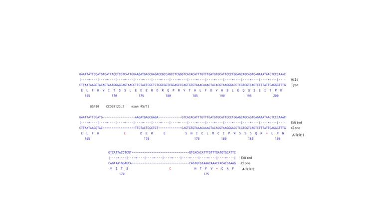 Human USP30 knockout MCF7 cell line (ab324541) | Abcam