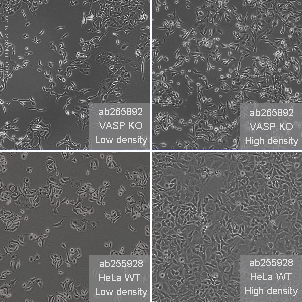Human VASP knockout HeLa cell line (ab265892) | Abcam
