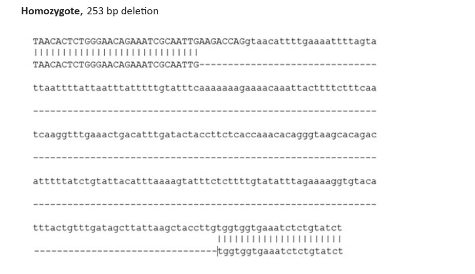 Human VDAC2 knockout HEK293T cell line (ab305276) | Abcam