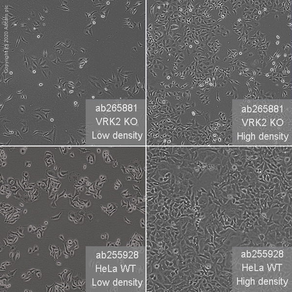 Human VRK2 knockout HeLa cell line (ab265881) | Abcam