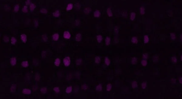 Hunchback抗体[F18-1G10.2] (ab197787)| Abcam中文官网