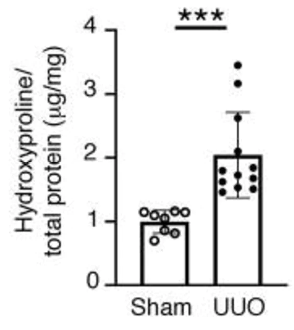 Hydroxyproline Assay Kit for Collagen ab222941/K226 | Abcam