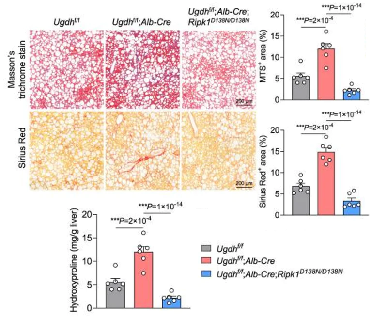 Hydroxyproline Assay Kit for Collagen ab222941/K226 | Abcam