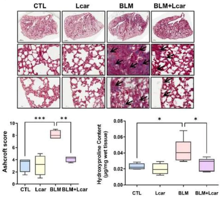 Hydroxyproline Assay Kit for Collagen ab222941/K226 | Abcam