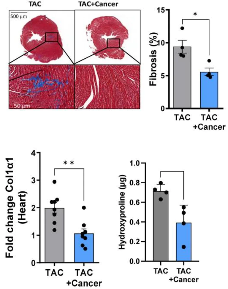 Hydroxyproline Assay Kit for Collagen ab222941/K226 | Abcam