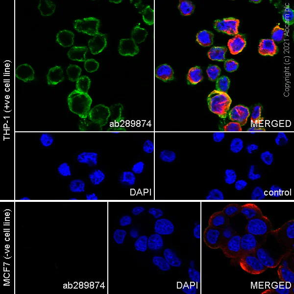 Anti-Iba1 antibody [EPR16588] - Goat IgG (Chimeric) - BSA and Azide ...