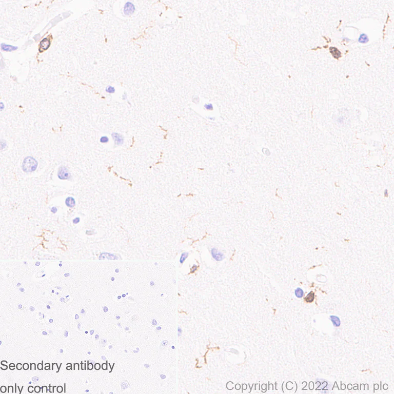 Anti-Iba1 antibody [EPR16588] - Goat IgG (Chimeric) - BSA and Azide ...