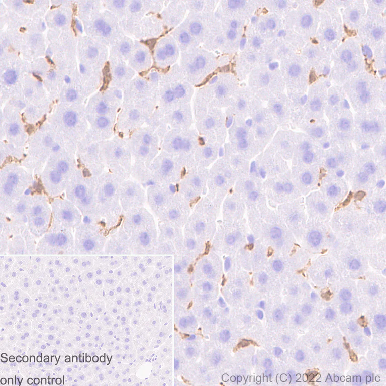 Iba1抗体[EPR16588] - Microglia marker -山羊IgG (Chimeric) (ab289874)| Abcam中文官网