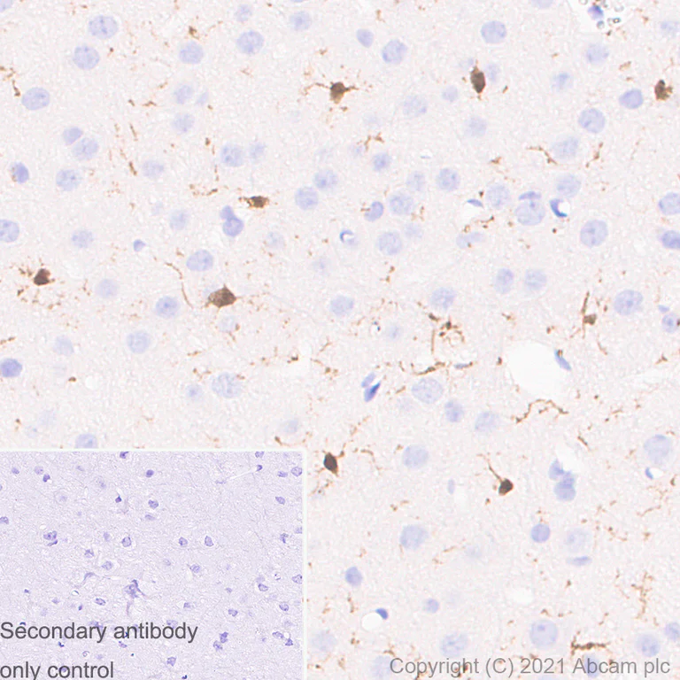 Anti-Iba1 antibody [EPR16589]. Rat Monoclonal (ab283346) | Abcam