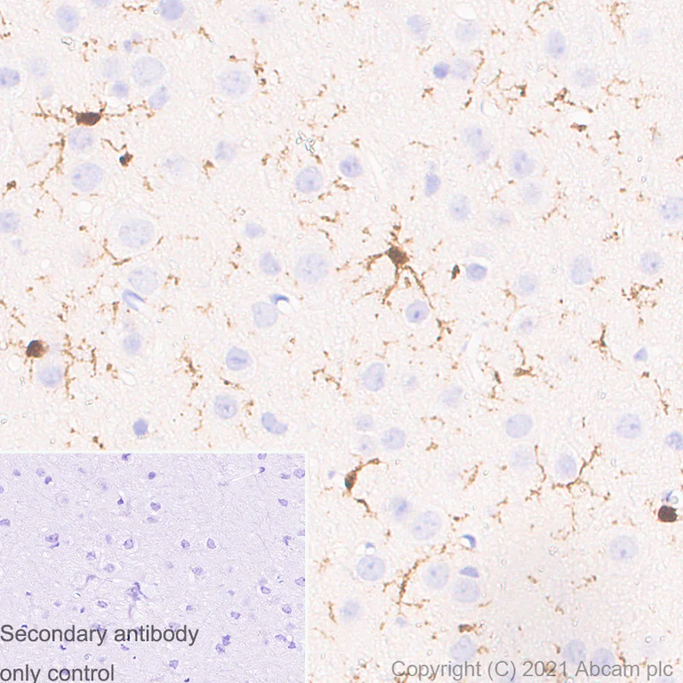 Anti-Iba1 antibody [EPR16589] - Mouse IgG1 (Chimeric) - BSA and Azide ...