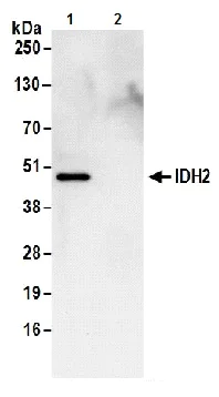 Anti-IDH2 antibody (ab177512) | Abcam