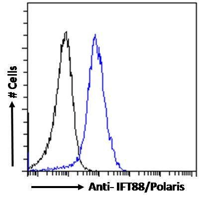Anti-IFT88 antibody (ab42497) | Abcam
