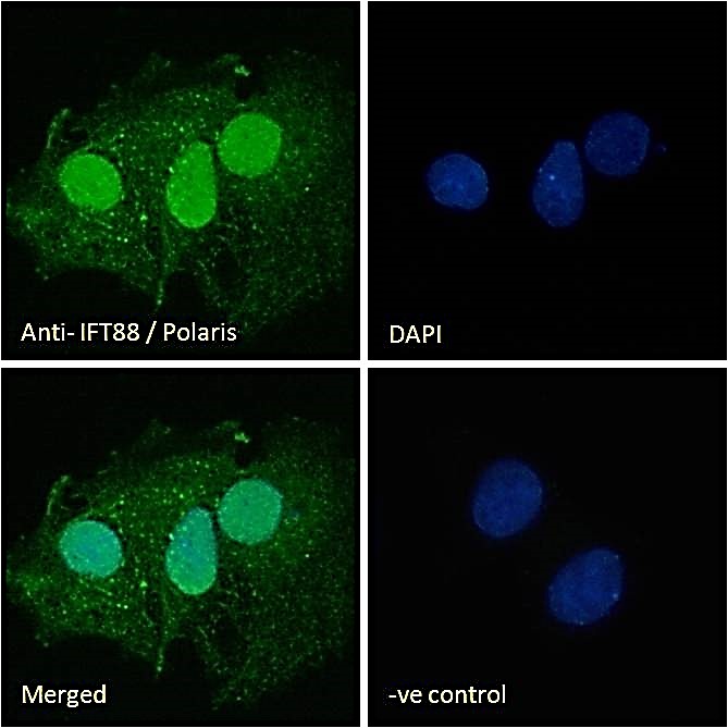 Anti-IFT88 antibody (ab42497) | Abcam