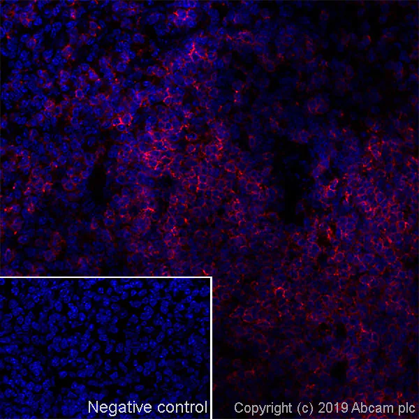 Anti-IgD antibody [11-26] - BSA and Azide free (ab235126) | Abcam