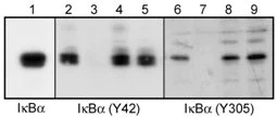 Anti-IKB alpha (phospho Y42) 抗体 (ab24783) | Abcam