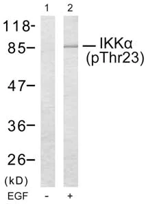 Anti-IKK alpha (phospho T23) antibody (ab38515) | Abcam