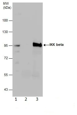 Anti-IKK beta antibody (ab183966) | Abcam